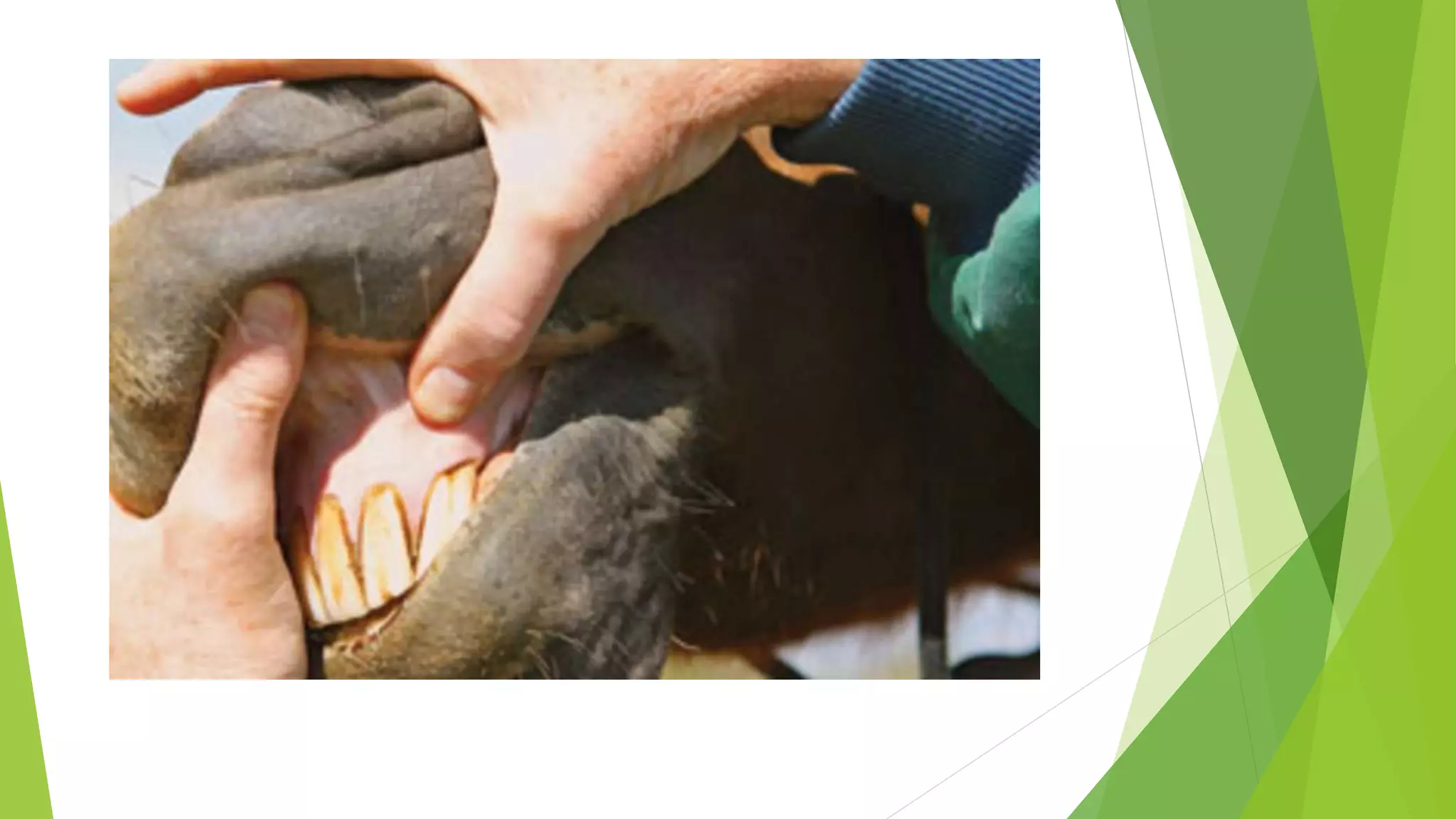 Equine vitaL signs | PPT
