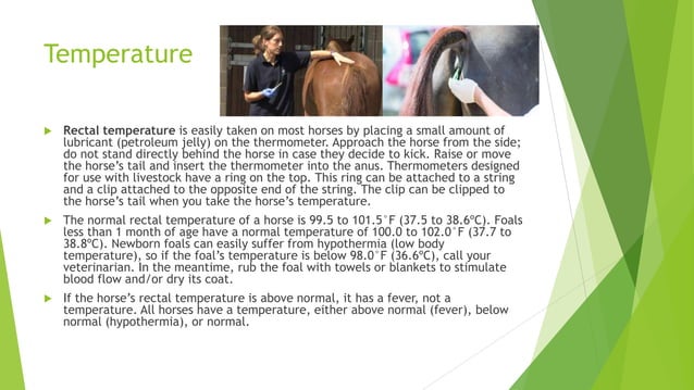 Equine vitaL signs | PPT