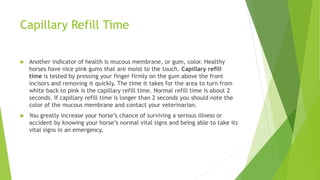 Equine vitaL signs | PPT