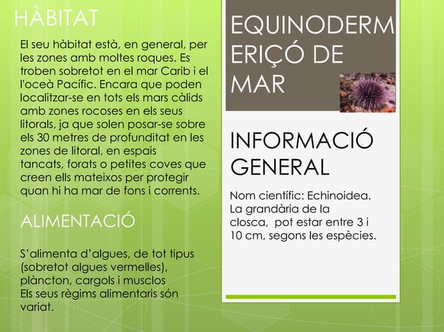 Equinoderm eriço de mar | PPTX