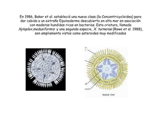 Equinodermos | PDF