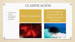 Equinodermos (erizo de mar) | PPTX