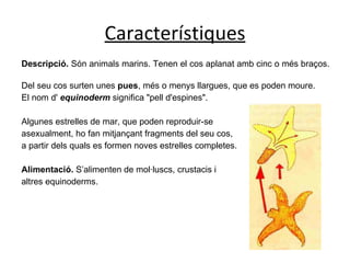 Equinoderms | PPT