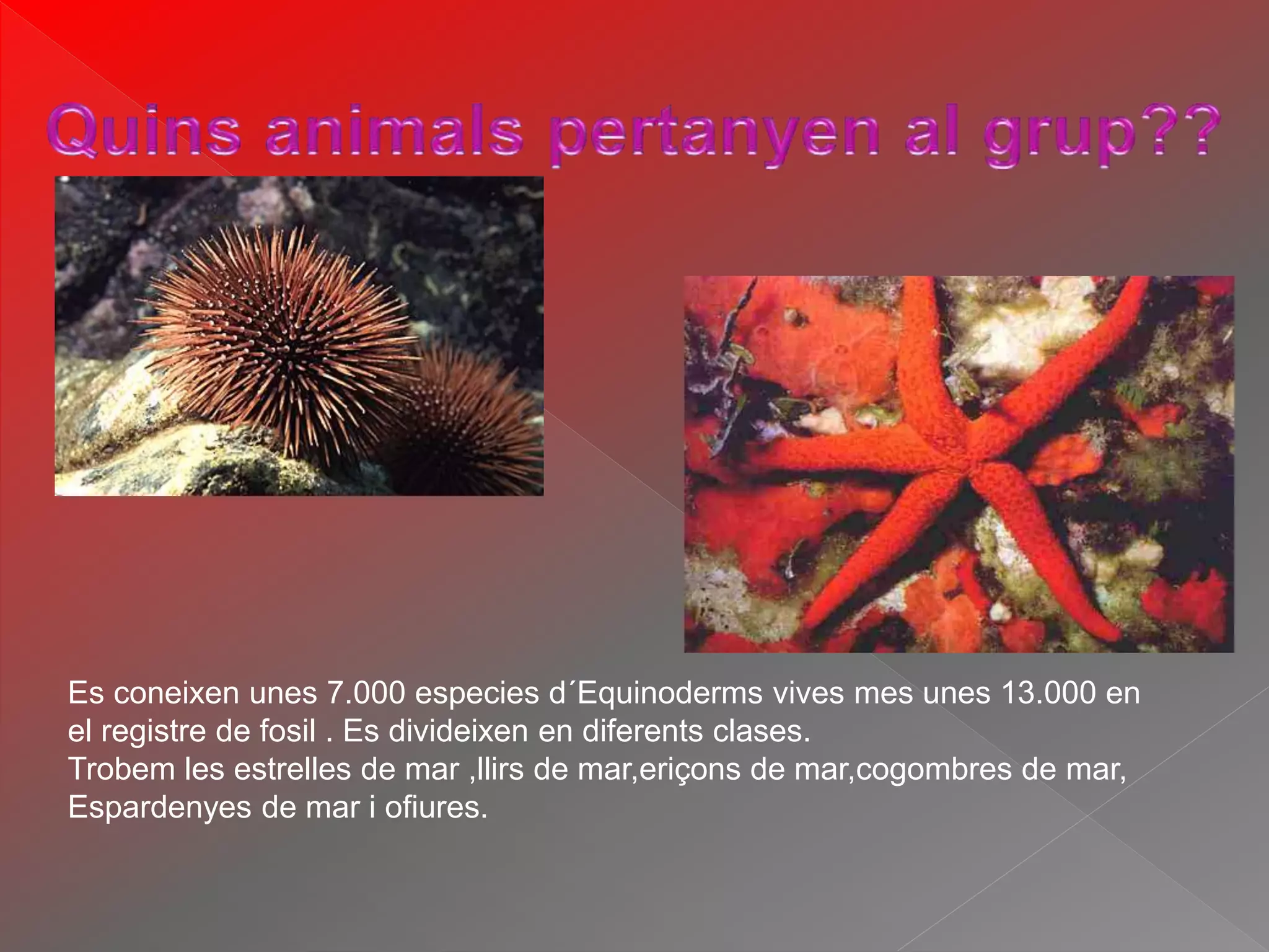 Equinoderms | PPTX