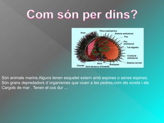 Equinoderms | PPTX