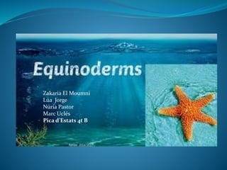 Equinoderms | PPTX