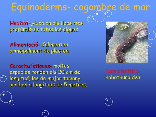 Equinoderms cogombre de mar | PPTX