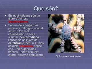 Equinoderms alex pol-web | PPT