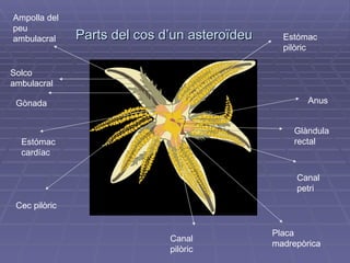 Equinoderms alex pol-web | PPT