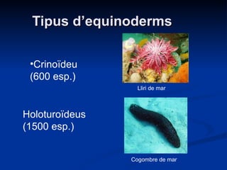 Equinoderms alex pol-web | PPT