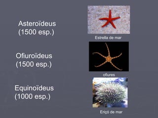 Equinoderms alex pol-web | PPT