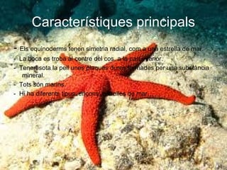 Equinoderms (oriol i adria) | PPT