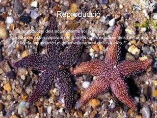 Equinoderms (oriol i adria) | PPT