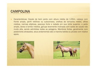 equinos.pdf aula equinos curso veterinária | PDF
