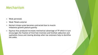 Equinus | PPTX