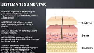 Equipe 3 do 3º ANO F.pptx sistema da anatomia humana | PPTX