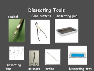 CVA Biology I - Lab Equipment | PPT
