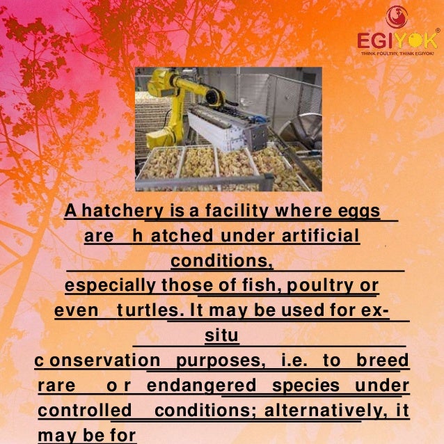 Equipment For Hatchery | PPTX