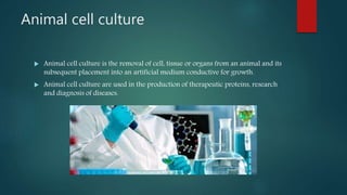 Equipment's used in animal cell culture | PPTX