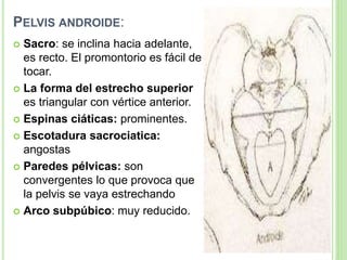 pelvis osea | PPTX