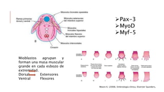 Equipo 3-sistema-muscular (1) | PPTX