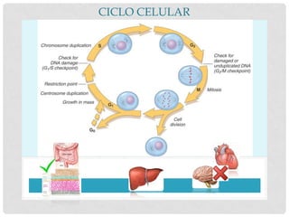 Ciclo celular y regulación de la replicación celular | PPT