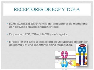 Ciclo celular y regulación de la replicación celular | PPTX
