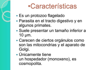 Retortamonas Intestinalis