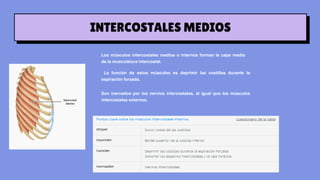 Equipo 4-Musculos del tórax. Músculos del tórax | PDF