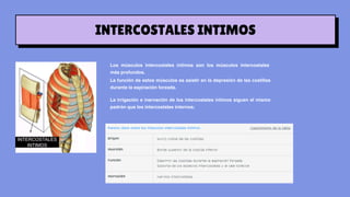 Equipo 4-Musculos del tórax. Músculos del tórax | PDF