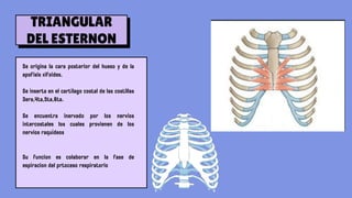 Equipo 4-Musculos del tórax. Músculos del tórax | PDF