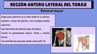 Equipo 4-Musculos del tórax. Músculos del tórax | PDF