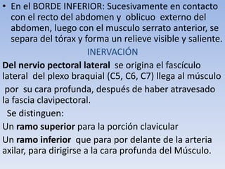 EQUIPO 8 TEMA 1 musculos que unen el tronco con el humero | PPTX