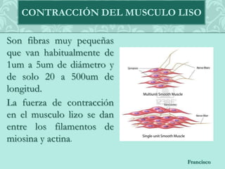 Contracción y excitación del musculo liso | PPTX