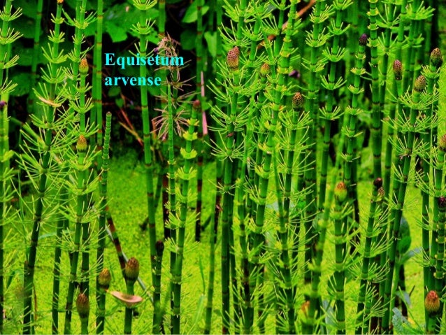Equisetophyta