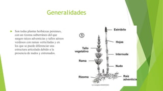 Equisetos | PPTX