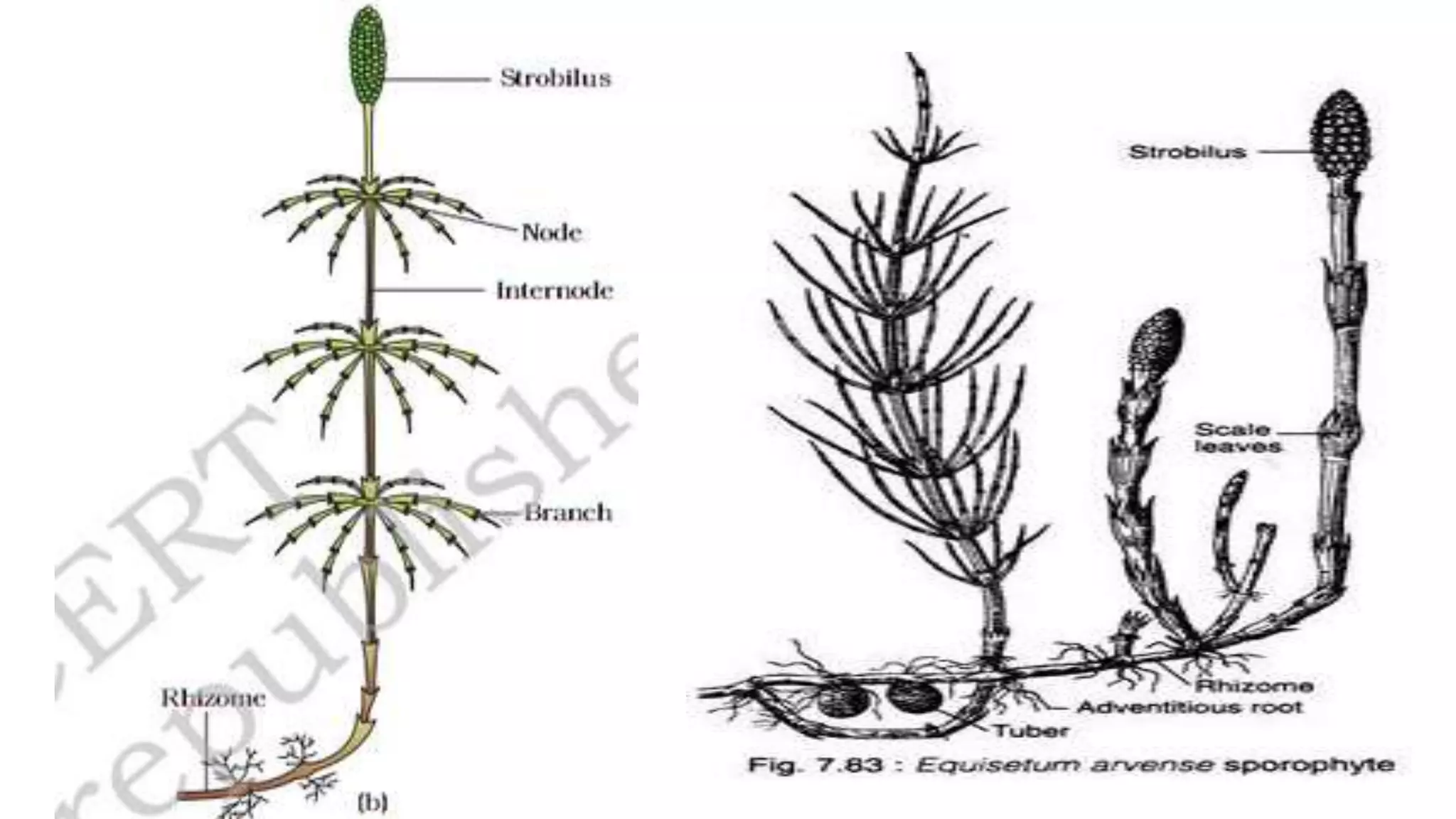 "Equisetum" Structural development Reproduction | PPTX