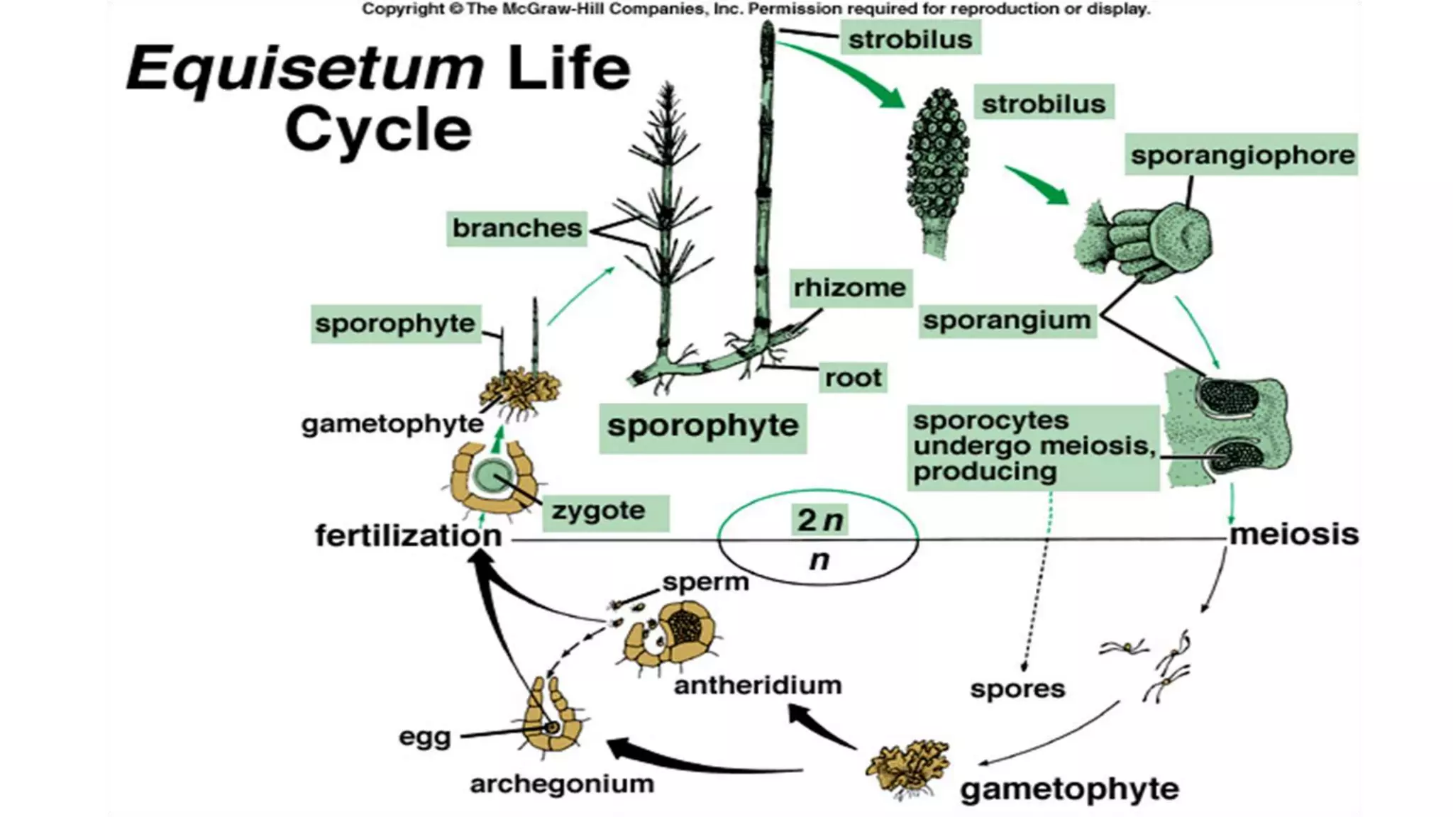 "Equisetum" Structural development Reproduction | PPTX | Gardening ...