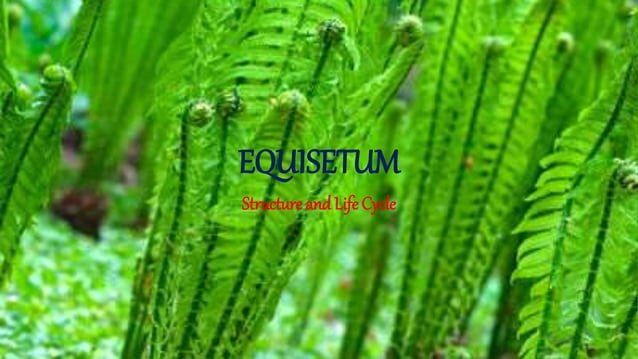 "Equisetum" Structural development Reproduction | PPTX | Gardening | Home & Garden