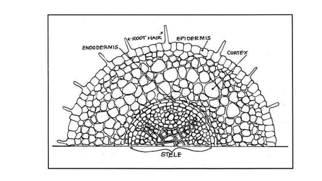 "Equisetum" Structural development Reproduction | PPTX | Gardening ...