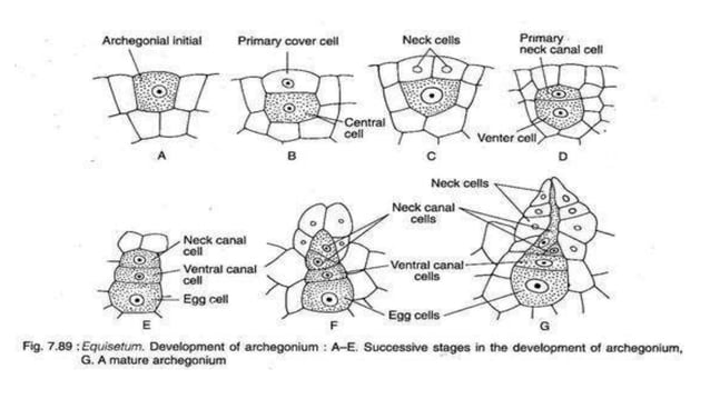 "Equisetum" Structural development Reproduction | PPTX | Gardening ...