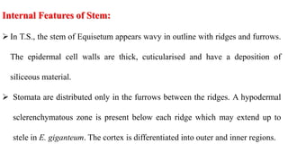 "Equisetum" Structural development Reproduction | PPTX