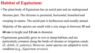 "Equisetum" Structural development Reproduction | PPT