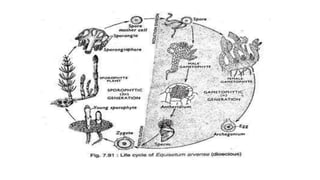 Equisetum Life Cycle