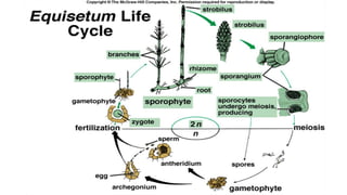 Equisetum Life Cycle