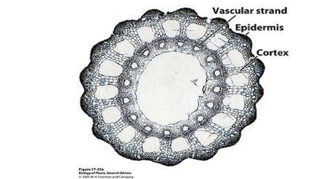 "Equisetum" Structural development Reproduction