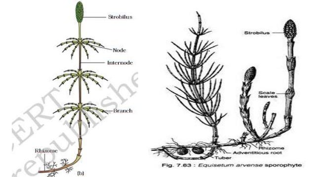 "Equisetum" Structural development Reproduction