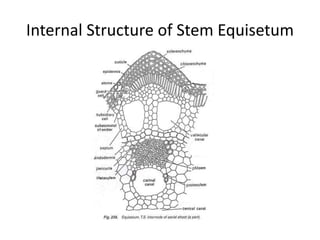 Equisetum Slide