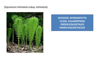 equisetum.pptx