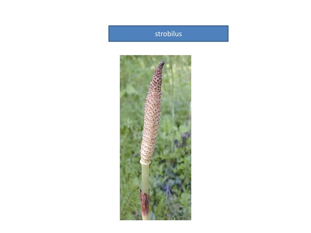equisetum.pptx